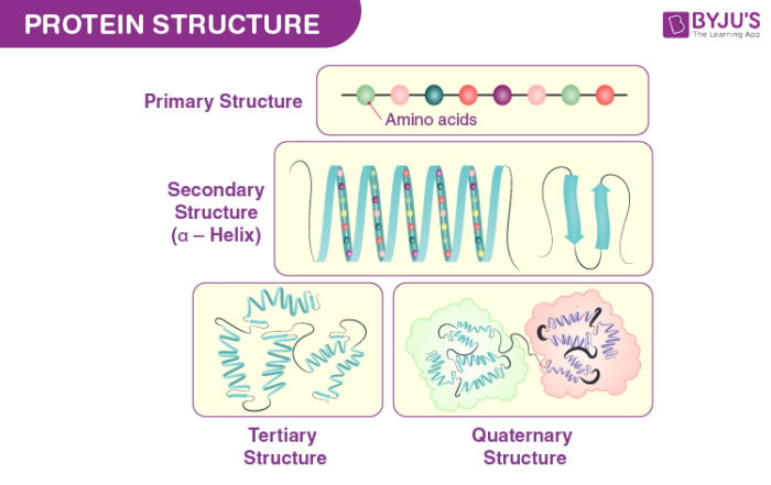Four Types of Protein Structure - Primary, Secondary, Tertiary ...