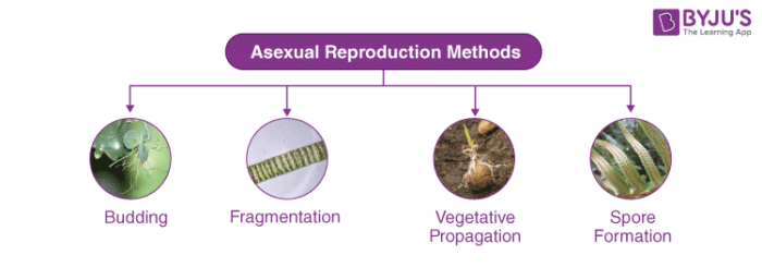 Reproduction - Different Modes of Plant Reproduction | BYJU'S