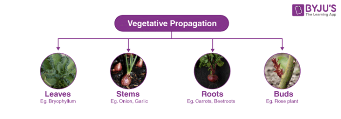 Reproduction - Different Modes of Plant Reproduction | BYJU'S