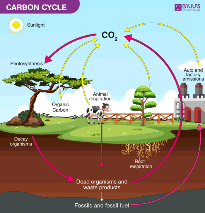 What Process In The Carbon Cycle Is Done By Plants And Animals 