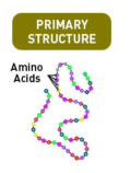 17.Summarize the protein structural classification in the form of a ...