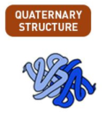 17.Summarize the protein structural classification in the form of a ...