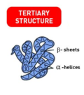 Four Types of Protein Structure - Primary, Secondary, Tertiary ...