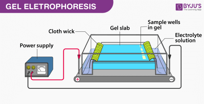 Coagulation Of Colloidal Solutions: Definition of Coagulation ...