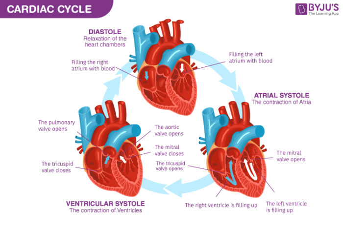Cardiac Cycle and Regulation Of Cardiac Activity