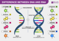 DNA vs RNA - Introduction and Differences between DNA and RNA