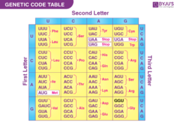 The Genetic Code - Types and Codons for Amino Acids Translation