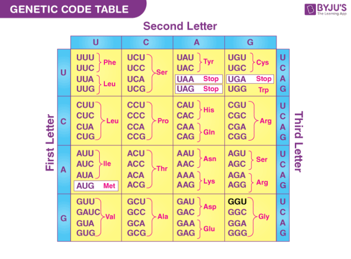 The Genetic Code - Types and Codons for Amino Acids Translation