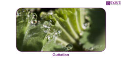 What is Guttation -Difference Between Transpiration and Guttation