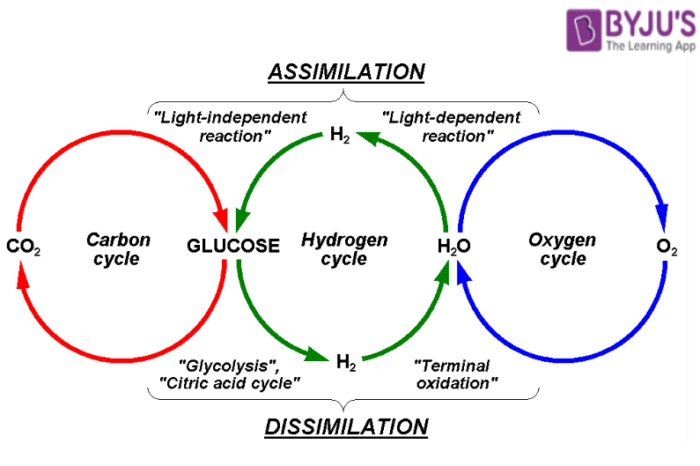 Oxygen Cycle - Meaning, Steps & Diagram with Images and FAQs
