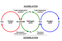Oxygen Cycle - Meaning, Steps & Diagram with Images and FAQs