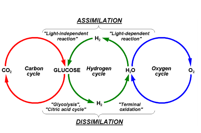 Oxygen Cycle - Meaning, Steps & Diagram with Images and FAQs