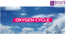 Oxygen Cycle - Meaning, Steps & Diagram with Images and FAQs