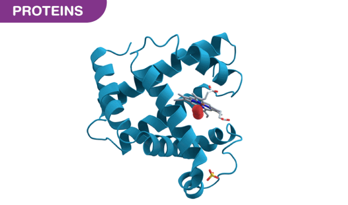 The Basics of Protein - Its Structure and Functions