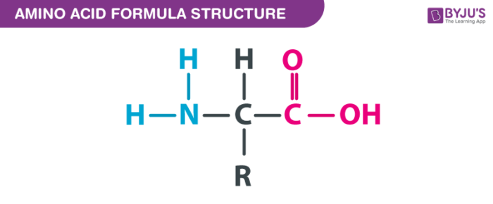 The Basics of Protein - Its Structure and Functions