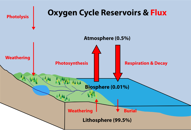 Oxygen Cycle - Meaning, Steps & Diagram with Images and FAQs