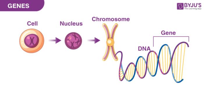 Gene Regulation - An overview of Gene Expression and Regulation