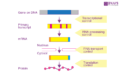 Gene Regulation - An overview of Gene Expression and Regulation