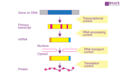 Gene Regulation - An overview of Gene Expression and Regulation