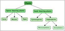 Science Classification System Plants