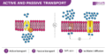 Difference Between Active Transport and Passive Transport