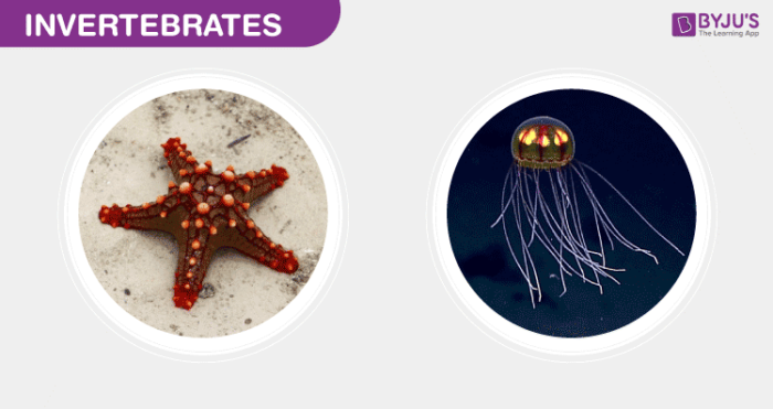 Invertebrates - Types of Invertebrates and its Characteristics