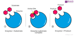 Enzyme Catalysis | Mechanism & Characteristics Enzyme Catalyst