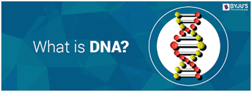 Dna Definition Function Structure And Discovery Biology For Kids: DNA