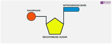 DNA Structure - An Overview, Its Discovery and Functions