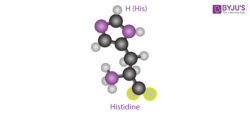 Histidine Structure, Functions, Chemical Properties, and Benefits