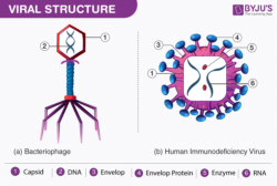 What Are Viruses? Discover the Classification and Properties of Viruses