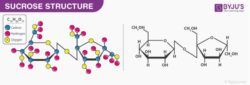 Sucrose (C12H22O11) - Structure, Properties, Uses, and FAQs