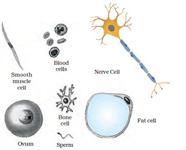 Revision Notes for Class 9 Science Chapter 5 The Fundamental Unit of ...