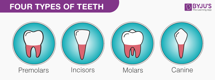 Types Of Teeth Types Of Teeth In Humans Diagram And Functions