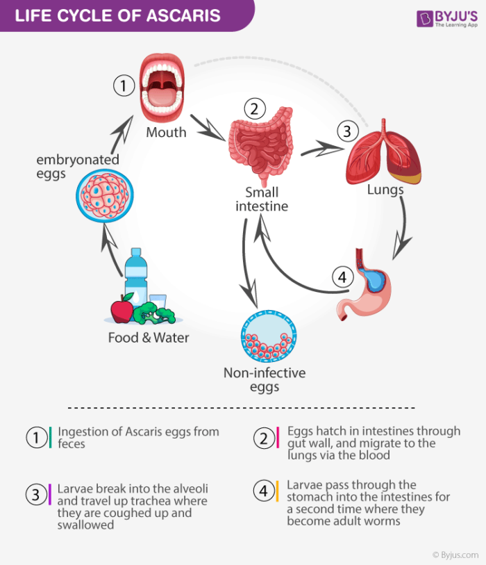 Ascaris lumbricoides Structure and Life Cycle: Introduction, Diagram and Life Cycle, FAQs