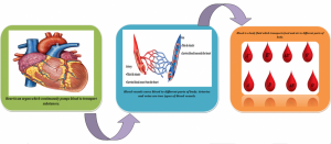 Disorders of Circulatory System - Types, Causes and Risk Factors