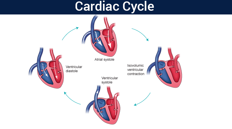 Cardiac Cycle Physiology Diagram Phases Of The Cardiac Cycle
