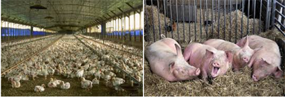 Animal Husbandry- Introduction,Food Production and its Management