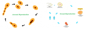 Modes of Reproduction - Asexual and Sexual Reproduction | Byju's