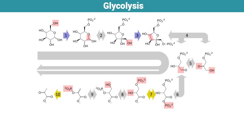 Glycolysis : The Pathway and Key Events In Glycolysis Process