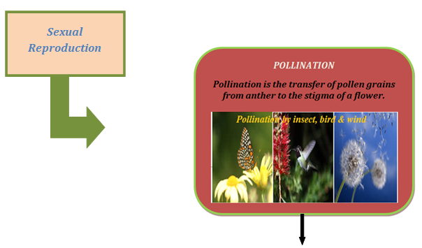 Reproduction - Different Modes of Plant Reproduction | BYJU'S