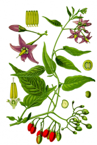 Solanaceae, Fabaceae, Liliaceae: Family Description - Biology