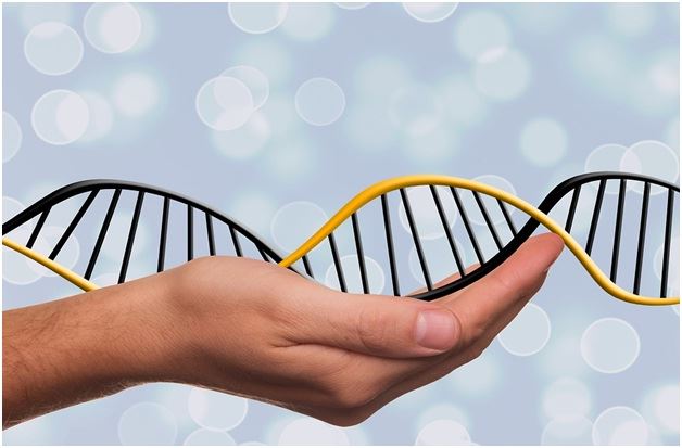 Genetics - Principles of Heredity - Mendelian Genetics - Biology