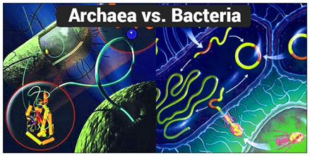 Difference between Archaea and Bacteria - Archaea vs Bacteria