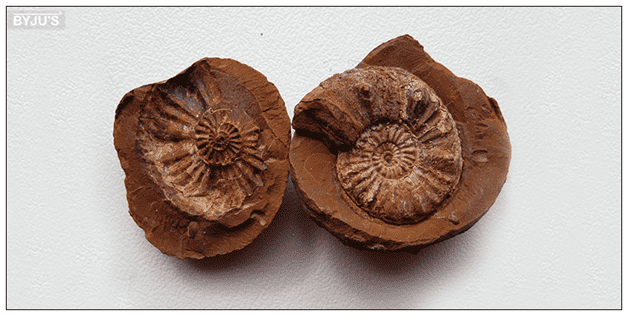 Fossil Casting | Easy Science Projects | Science Projects for Kids