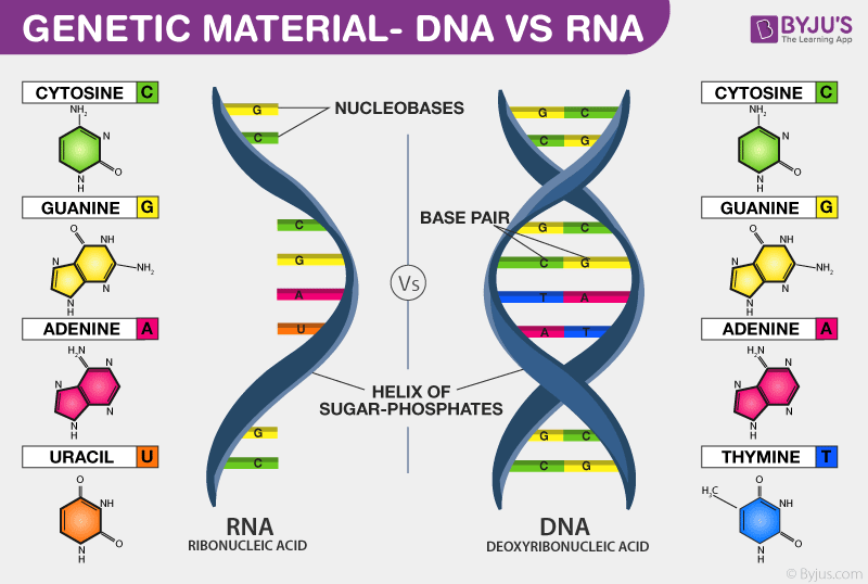 Genetic Material Properties And Differences Between DNA And RNA