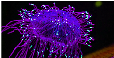 Light Sources and Types of Light Sources - Natural Light Sources ...