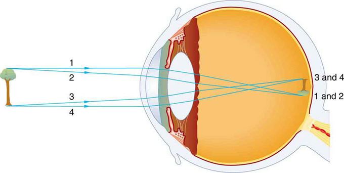 Structure of Human Eye | Parts of the Human Eye - Cornea, Sclera & Lens