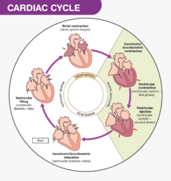 Body Fluids and Circulation - Important Notes for NEET Biology