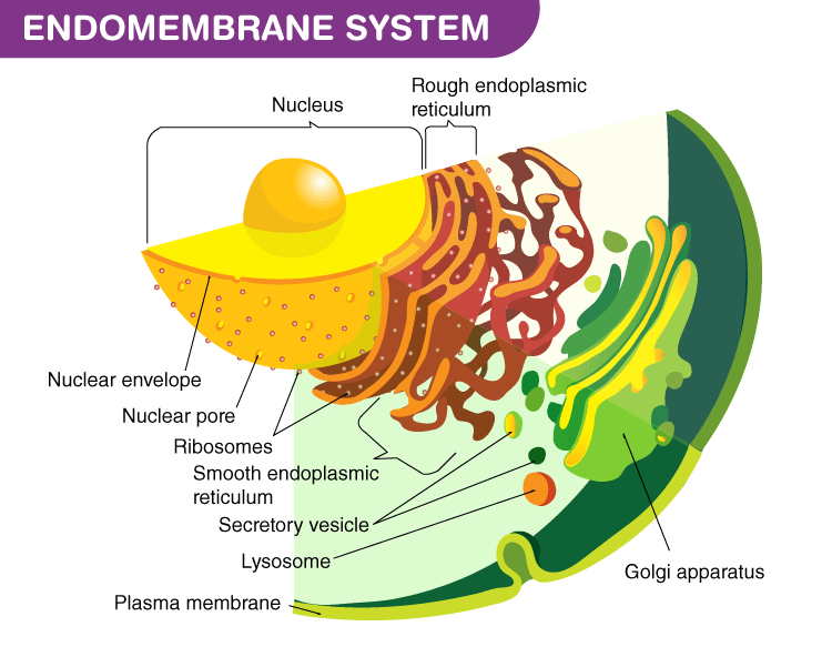 Endomembrane System Components And Functions Of The System Endomembrane System Components And Functions Of The System